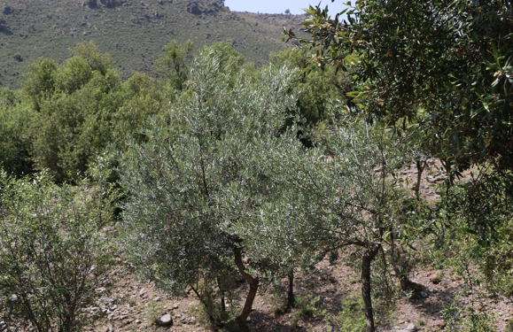 TLO-SLSD Project - The Liaison Office