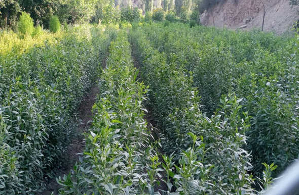 TLO-SLSD Project – The Liaison Office